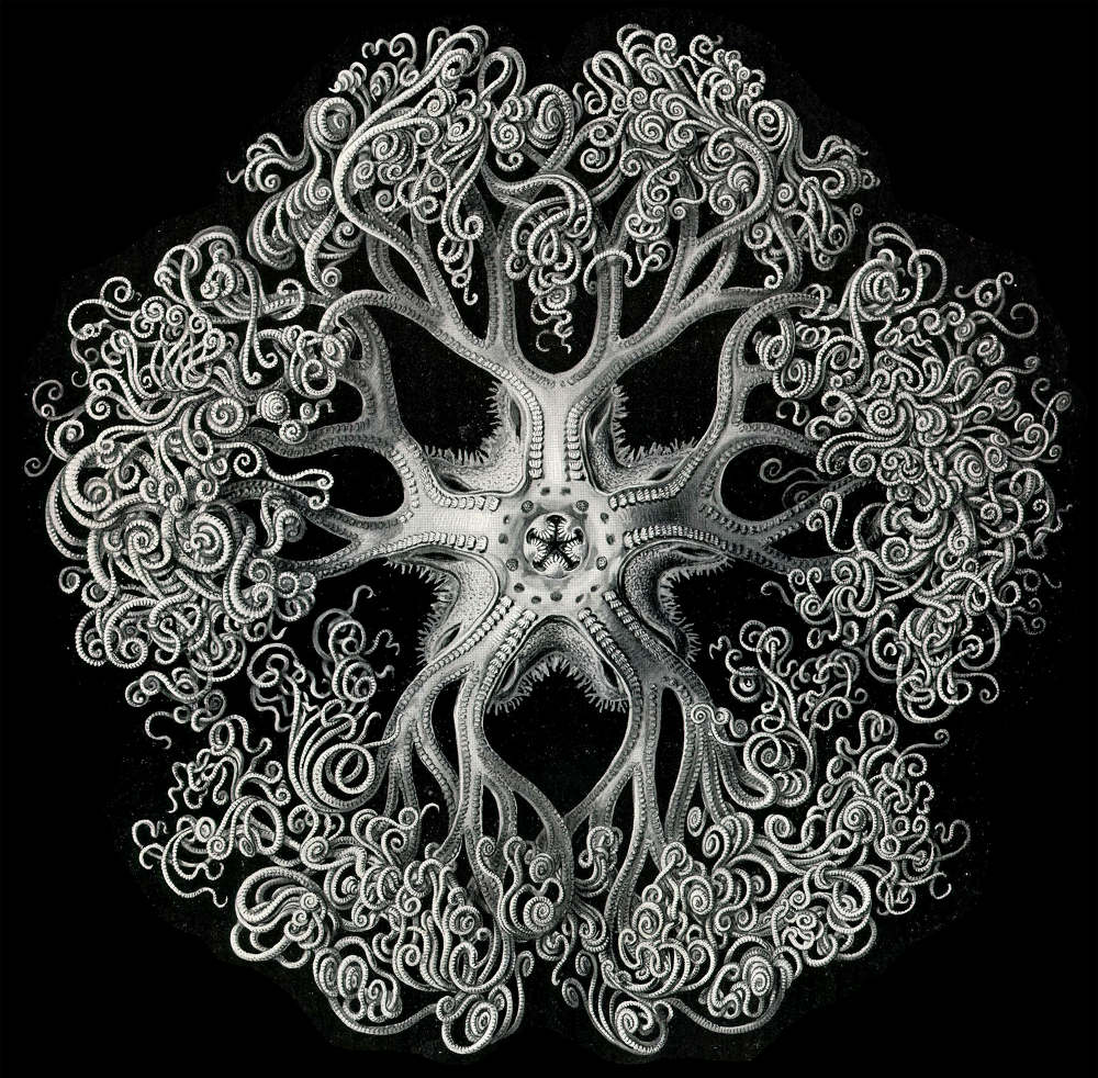 Albrecht Dürer - Orion — Cargo Example Design