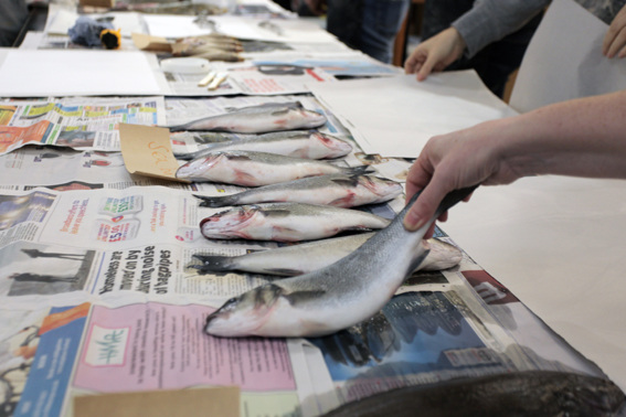 The project - How to Rub a Fish