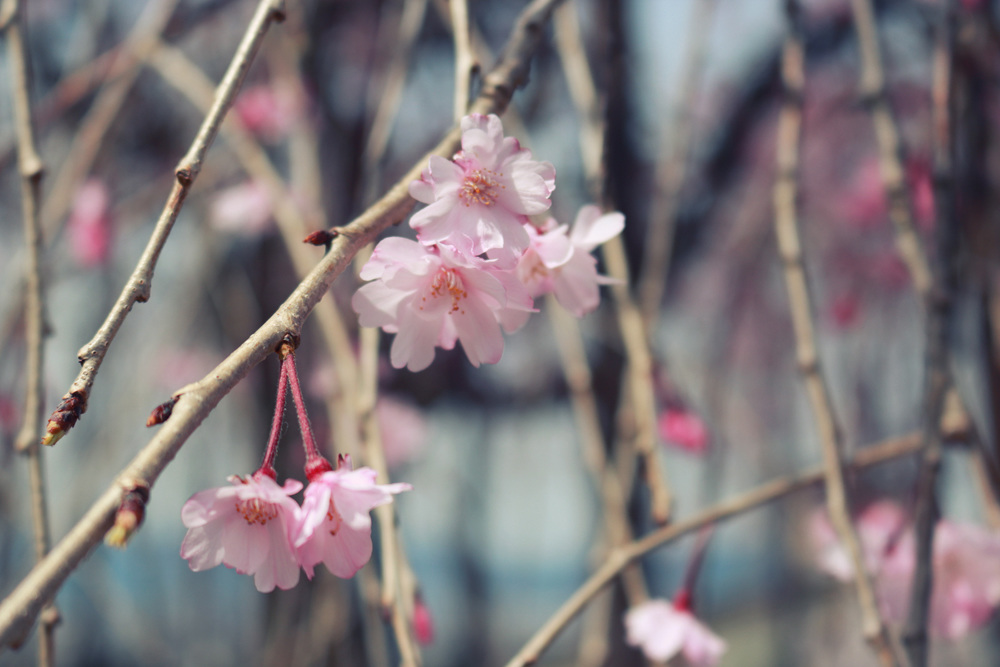 digital photography - Aki T.L.S.