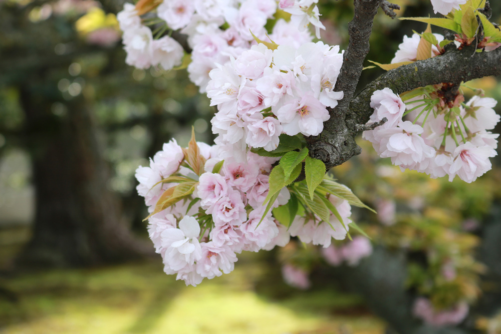 digital photography - Aki T.L.S.