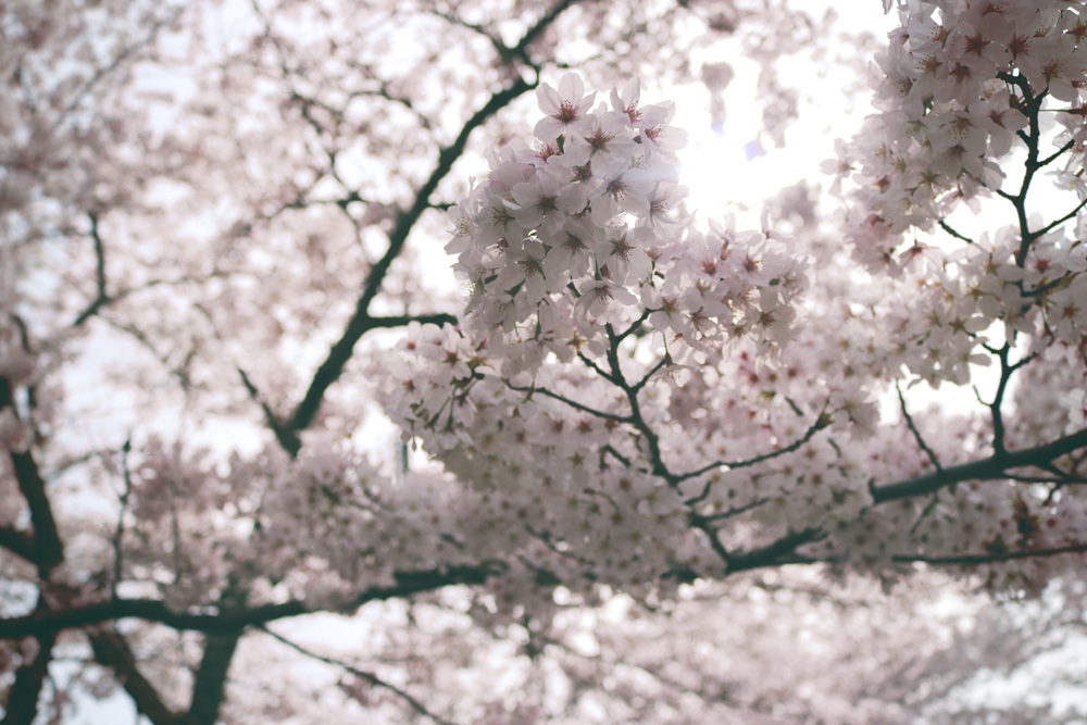 digital photography - Aki T.L.S.