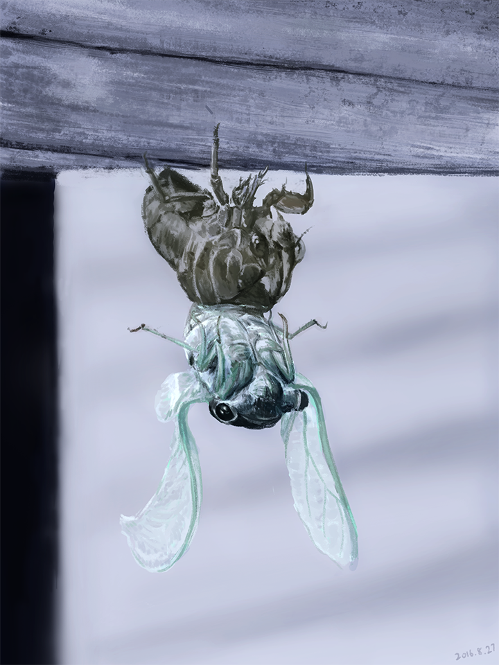 Cicada slough - Joe Luk