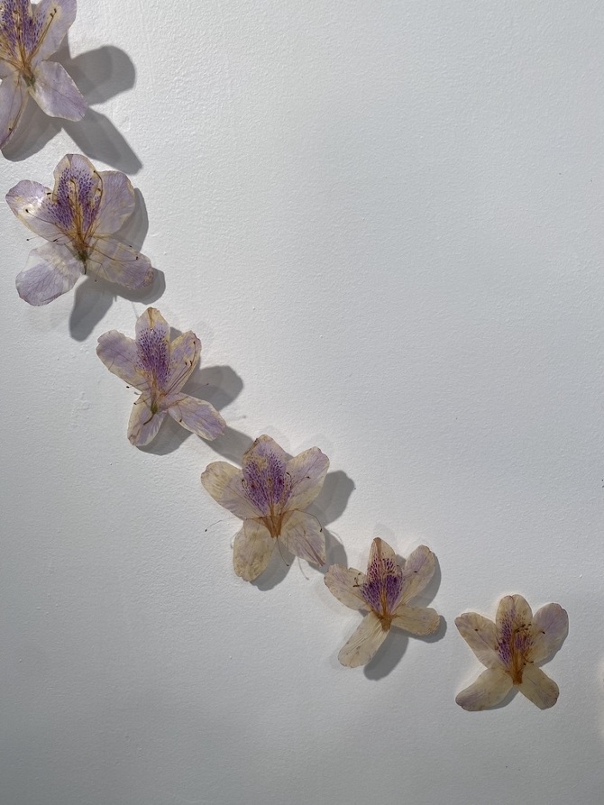 Pressed Azaleas - Gillian Harper