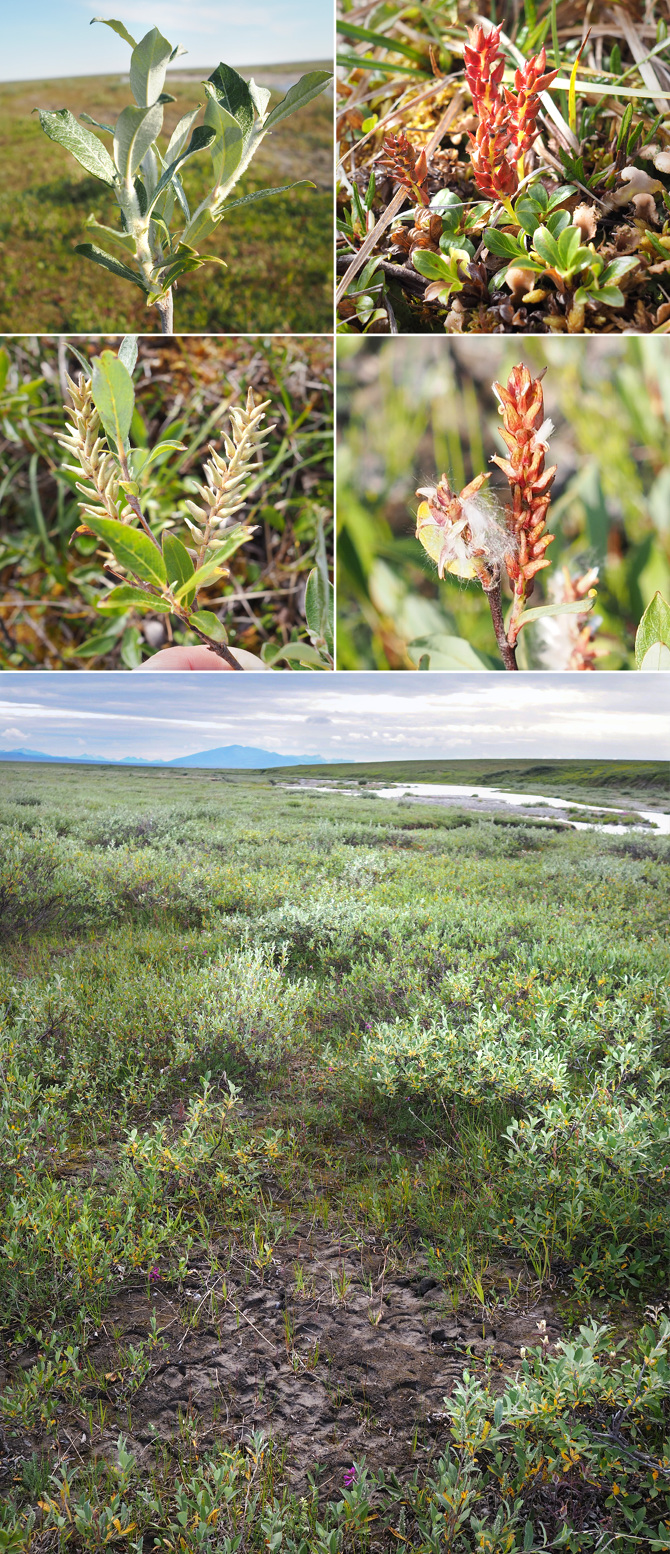 07.29.16 / Plants of the Tundra - PEREGRINATIONZ / Illustrated Travels