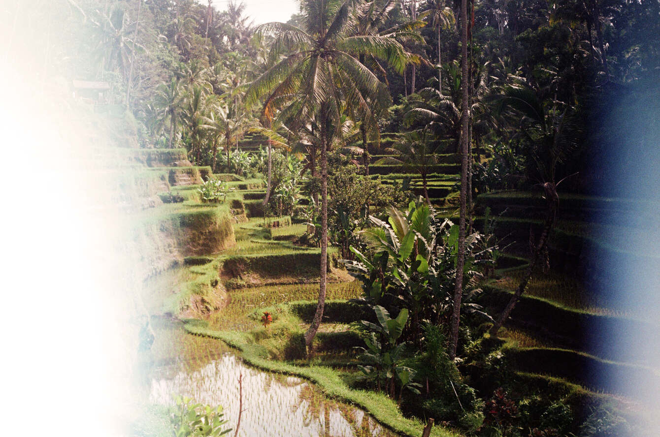 BALI FLOWERS - AINHOA GARMENDIA