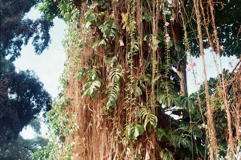 BALI FLOWERS - AINHOA GARMENDIA