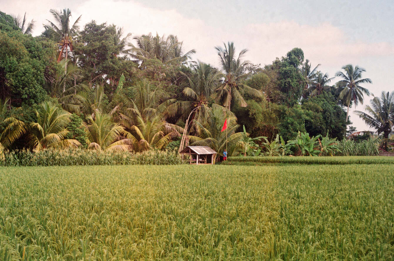 BALI FLOWERS - AINHOA GARMENDIA