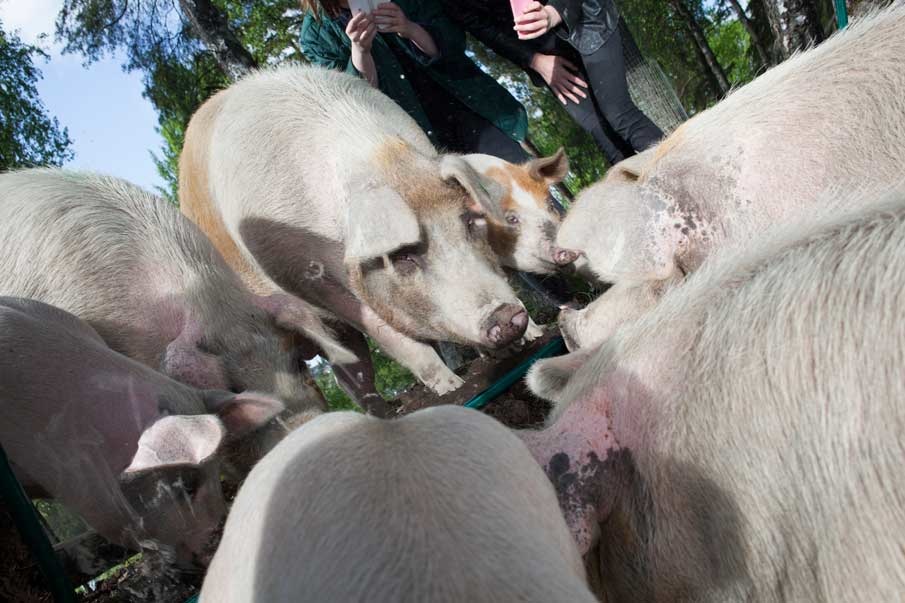 Pigs and Mirrors - David Hammarberg