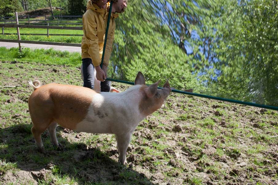 Pigs and Mirrors - David Hammarberg