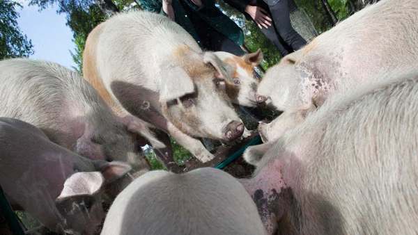 Pigs and Mirrors - David Hammarberg