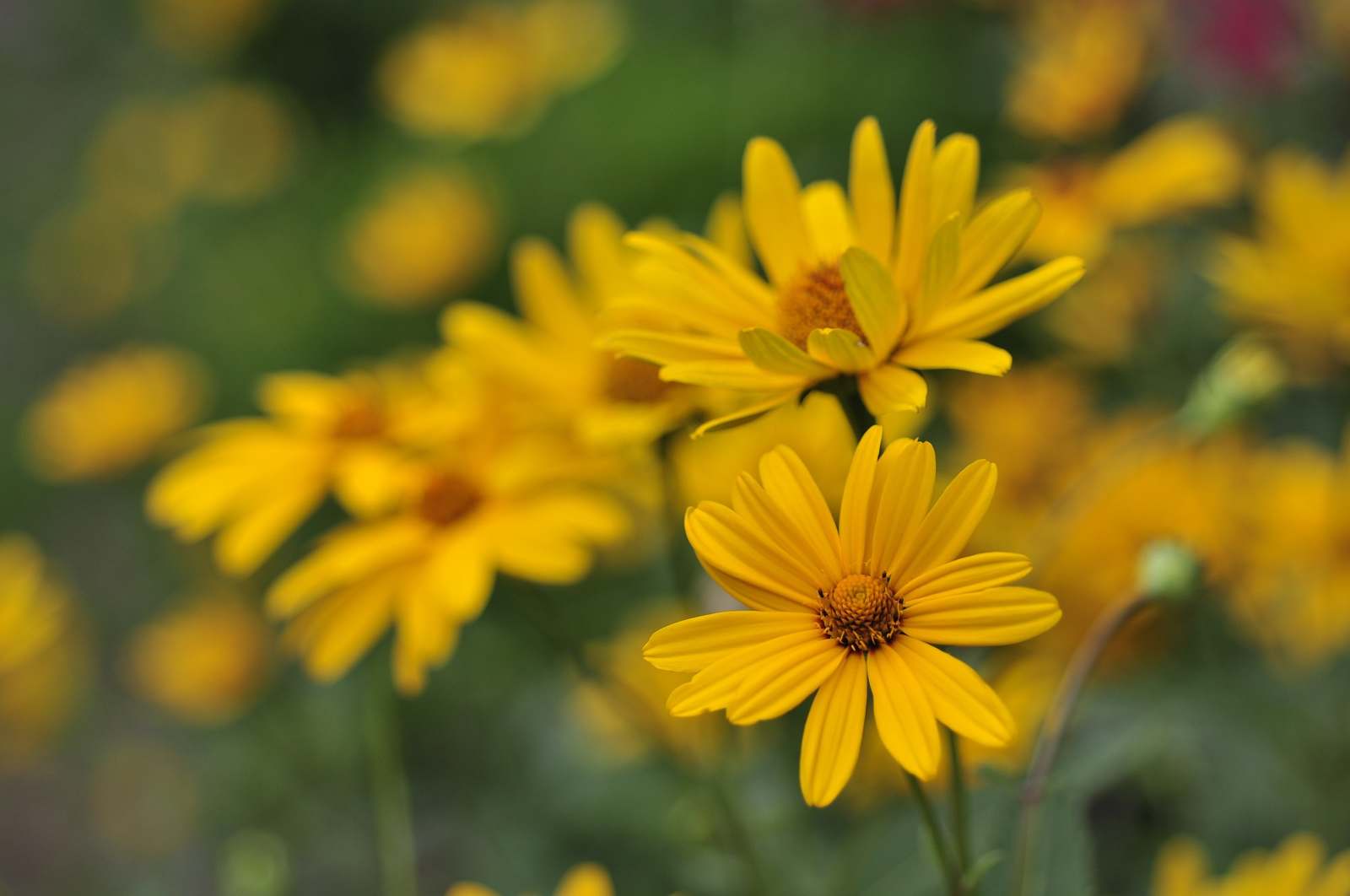 14 Charming Plants For Your Autumn Garden - My Little Stories