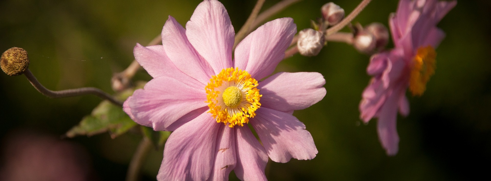 14 Charming Plants For Your Autumn Garden - My Little Stories