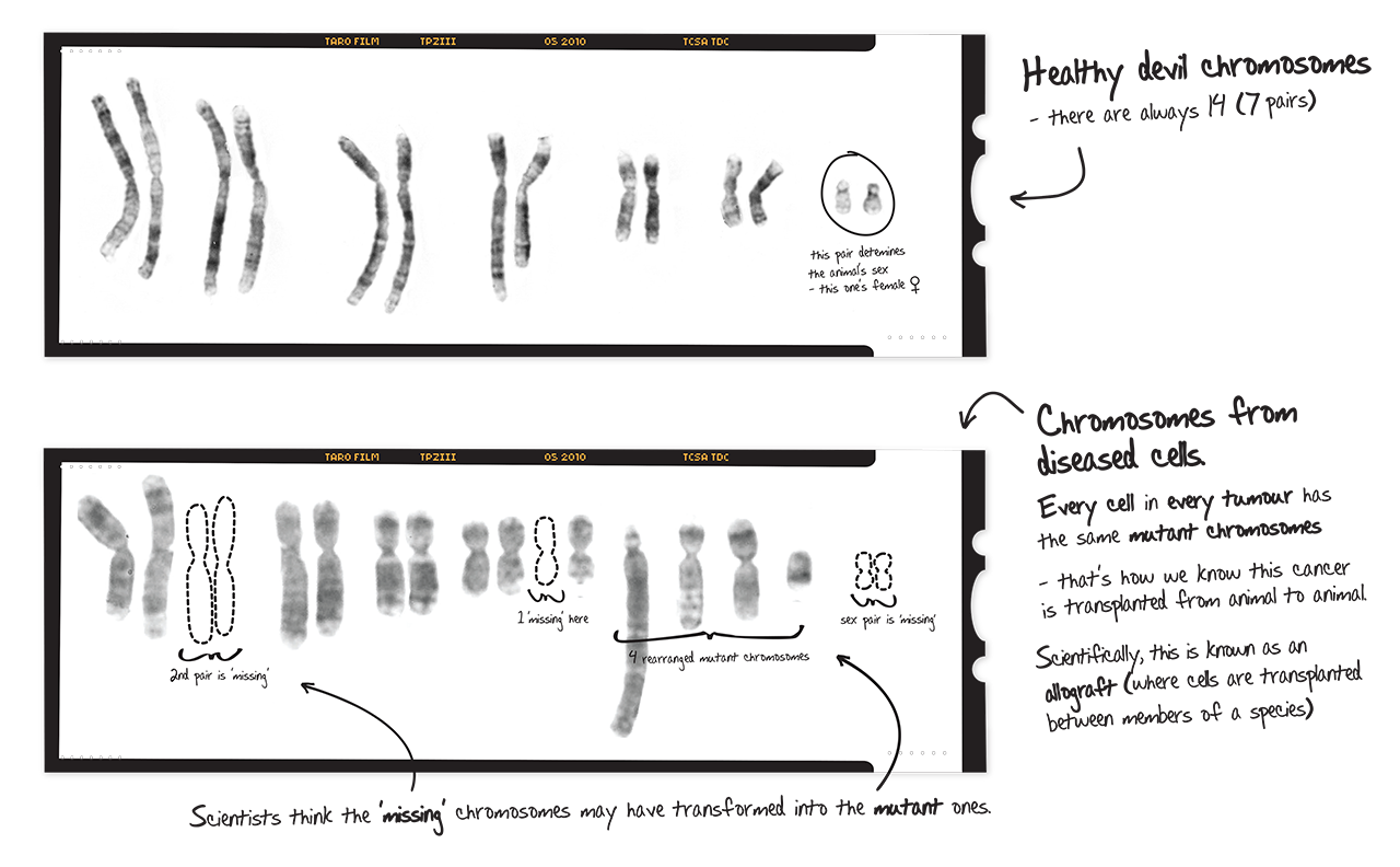 Tasmanian Devil Exhibit - Anders Alexander is a Designer