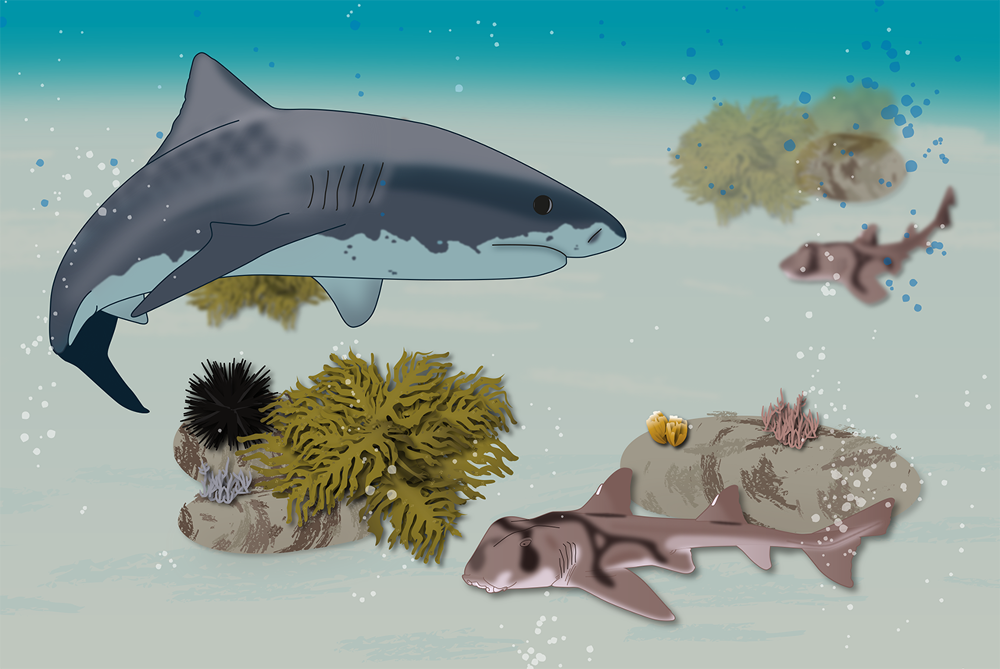 Port Jackson Sharks - Anders Alexander is a Designer