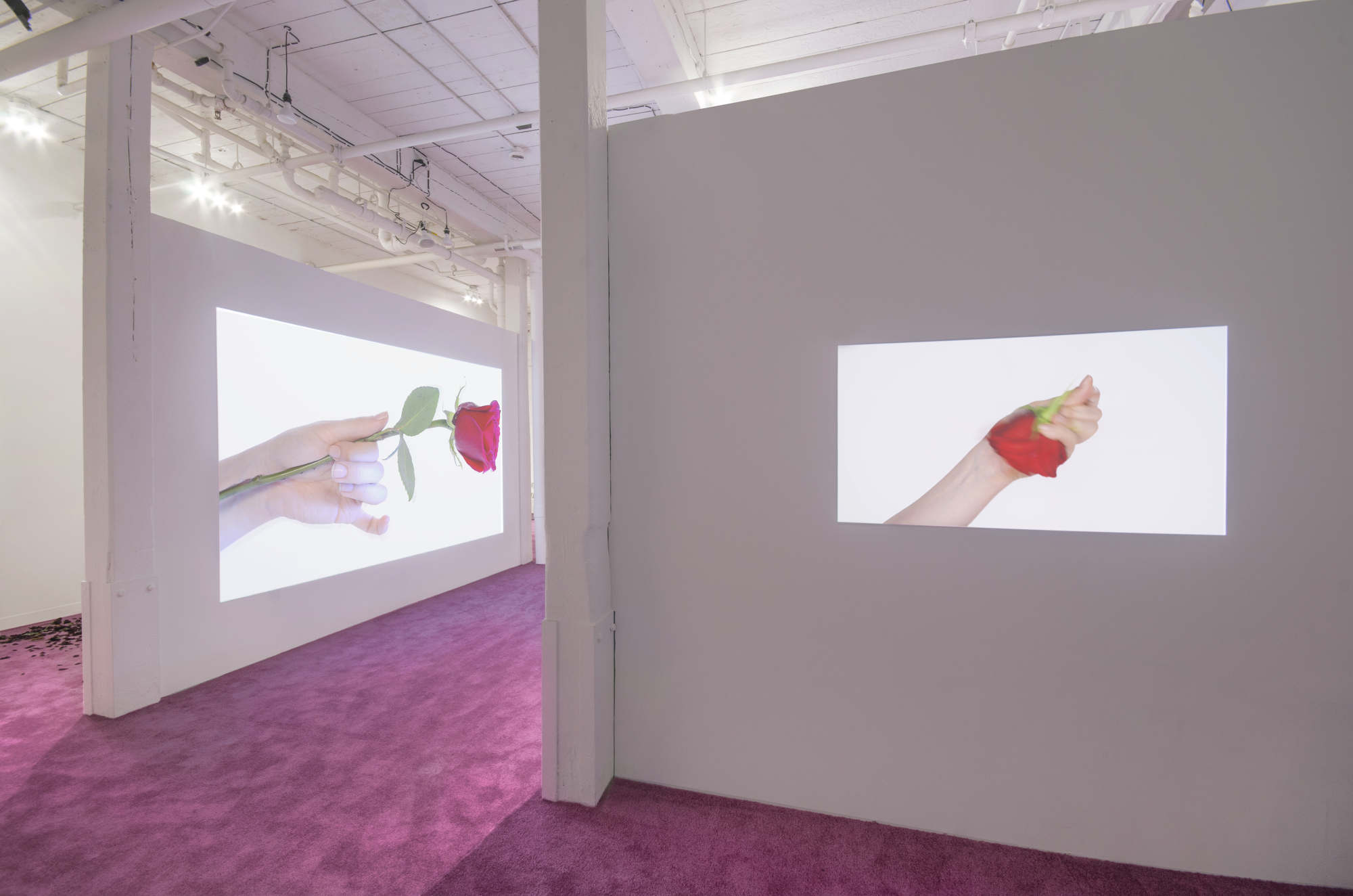 Beautiful, Beautiful, Beautiful Rose! - Amy Beecher