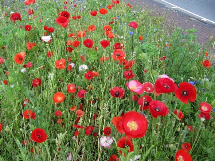 Hogarth Roundabout - Marubbi Landscape