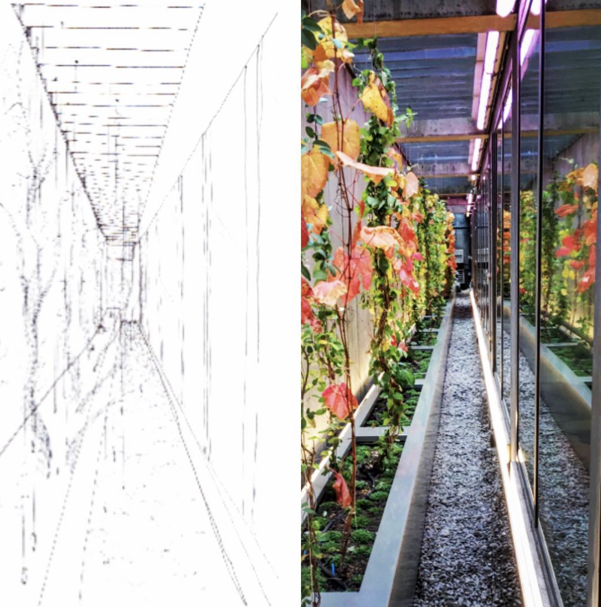 Basement Lightwell, Southwark - Marubbi Landscape