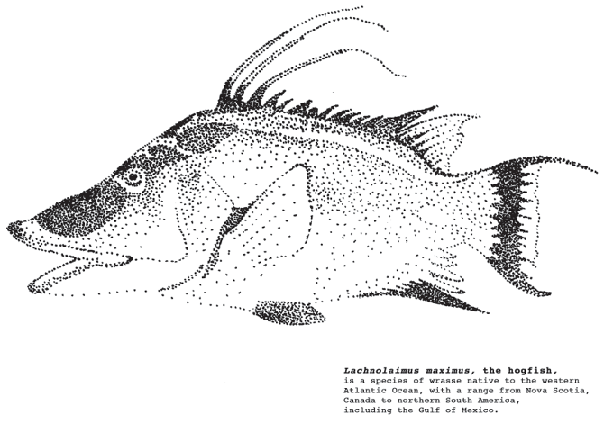 Hogfish - FinchAndSparrowDesign