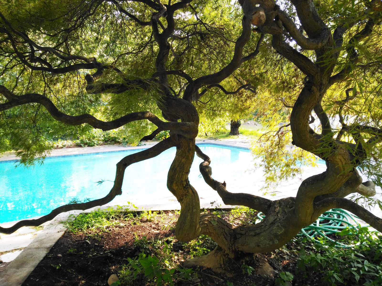 Garden in Progress, Hudson - Inside Outside