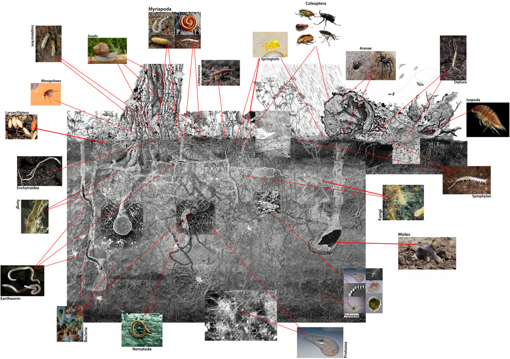 Living Soil - Inside Outside