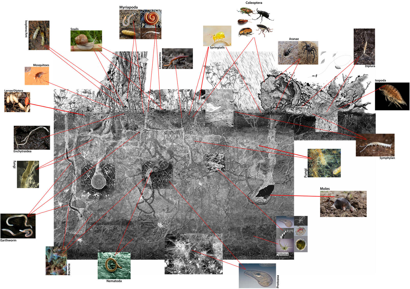 Living Soil - Inside Outside