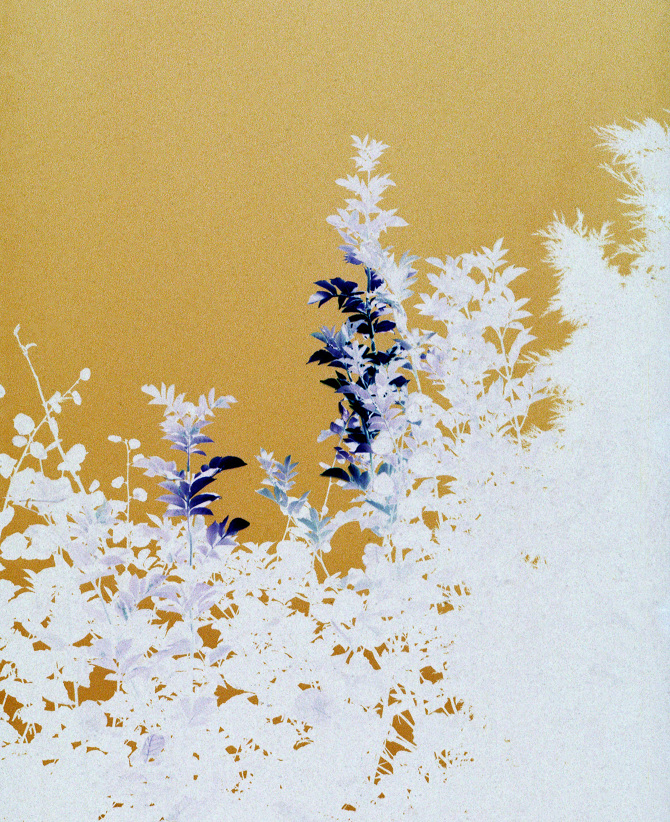 Negative tree from my backyard - Rik Huybrechts