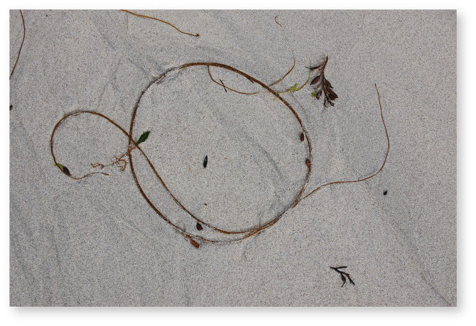 PHOTO - THE CALLIGRAPHY OF NATURE - oddrunsæter