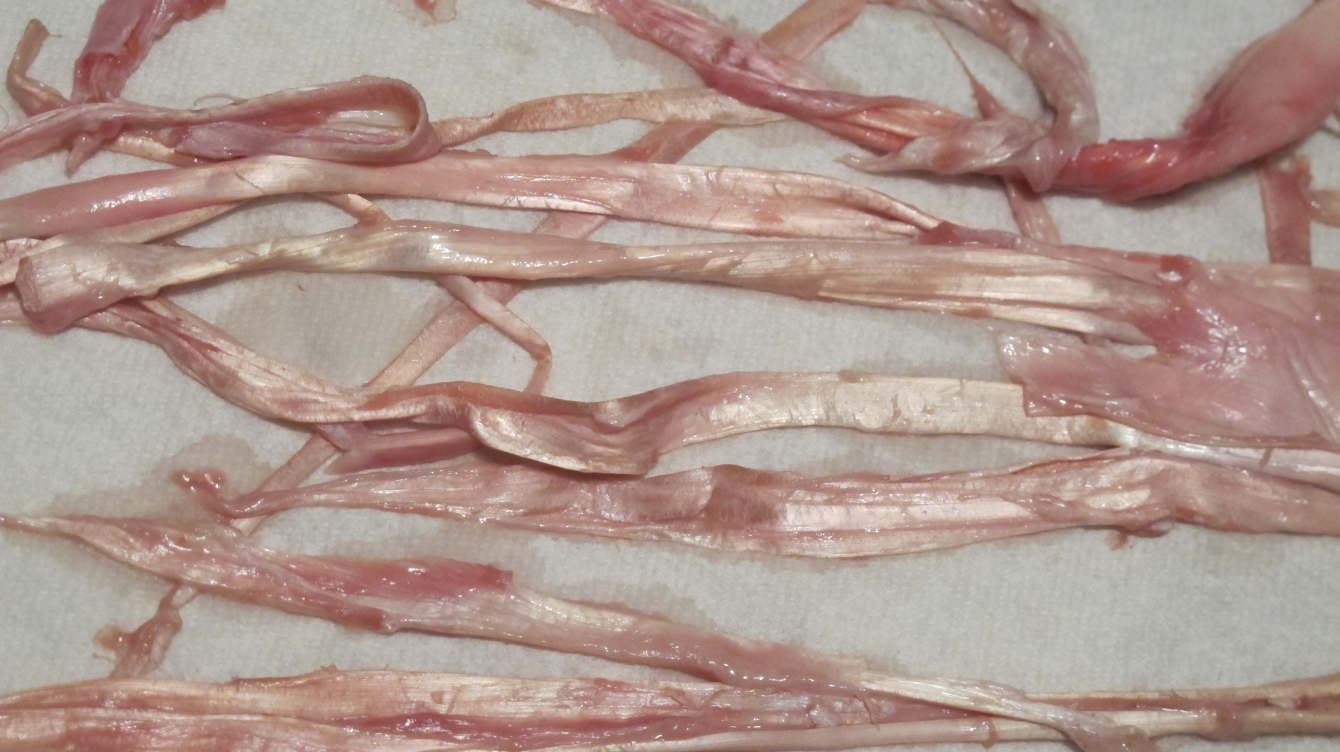 SINEW - Harvesting Bear Tendons - JILL HH LIPKA