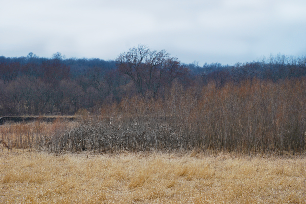 willows - plants birds rocks and things