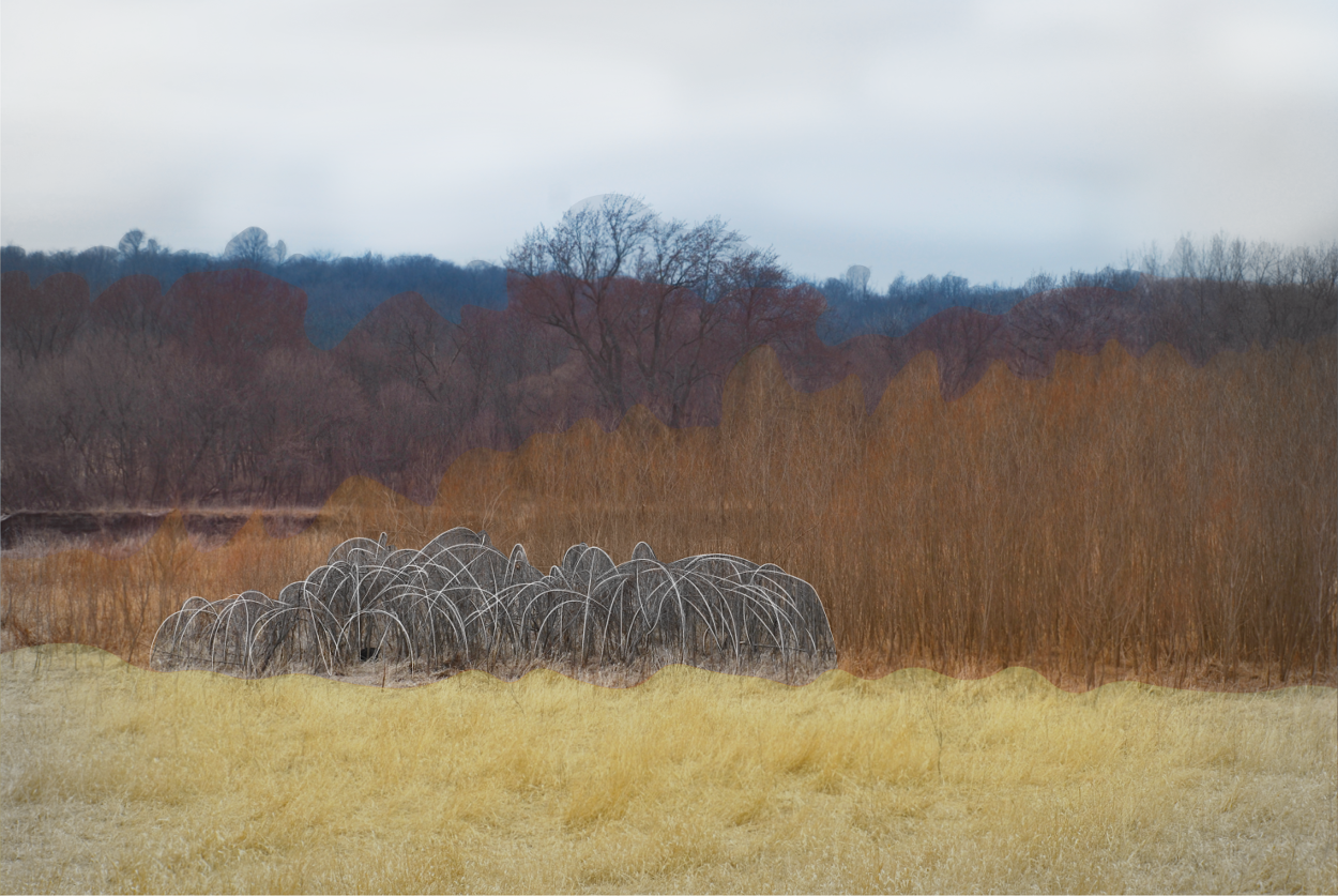 willows - plants birds rocks and things