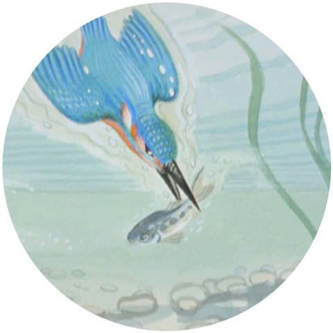 Robin Shaw Animator & Illustrator