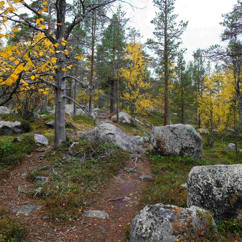 2019 Hetta-Pallas Trail - hannaruth