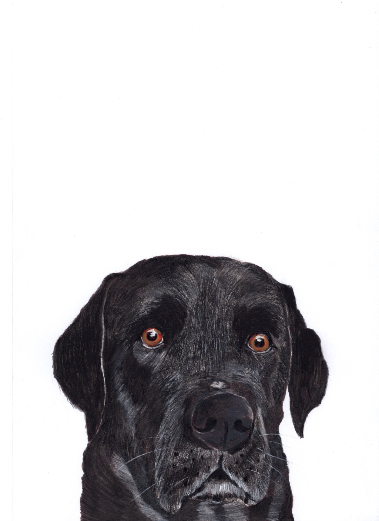 Animal Portraits - Harley Morrison