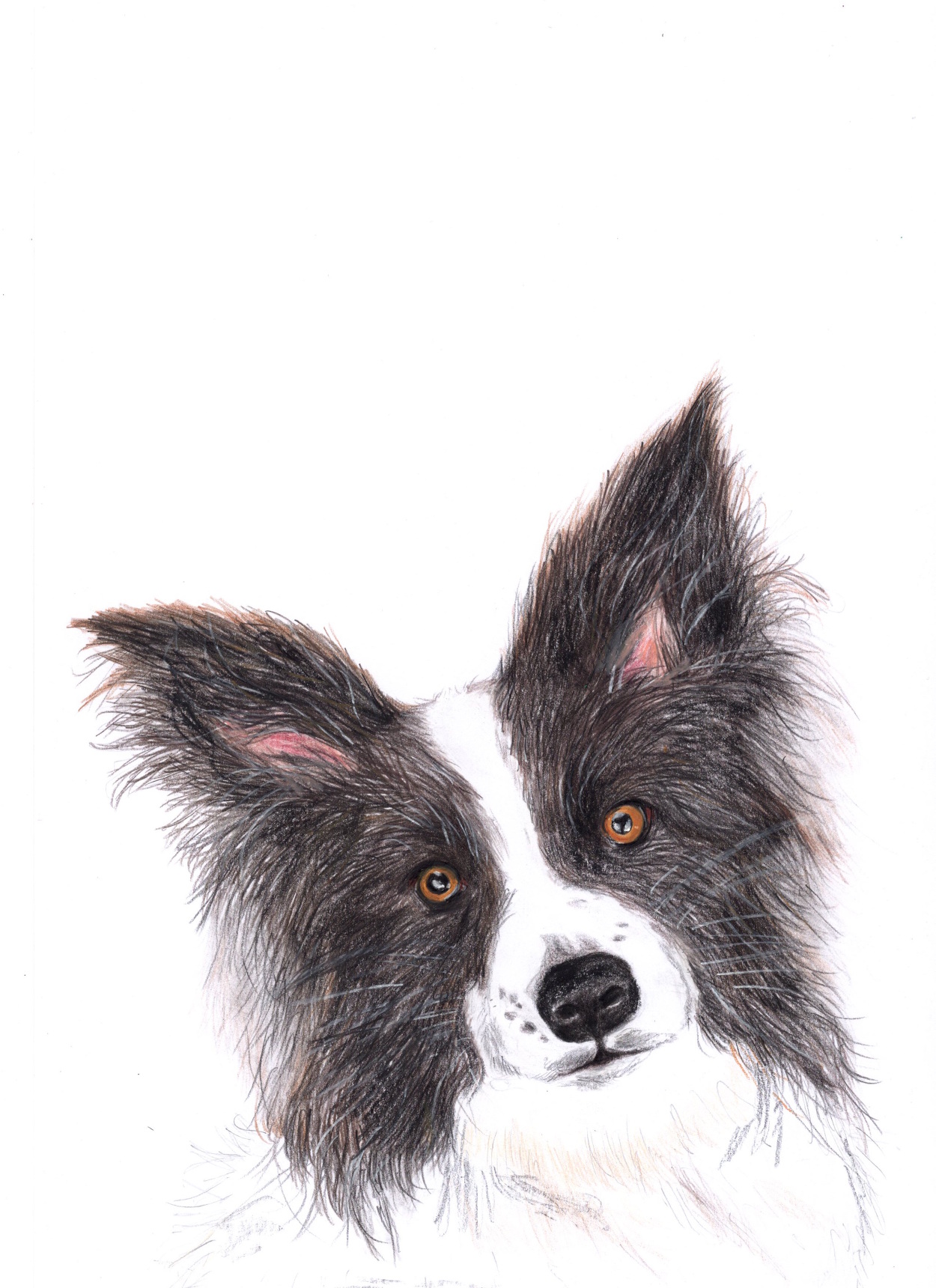 Animal Portraits - Harley Morrison