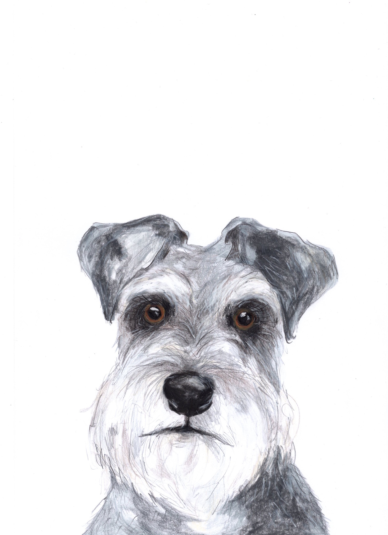 Animal Portraits - Harley Morrison