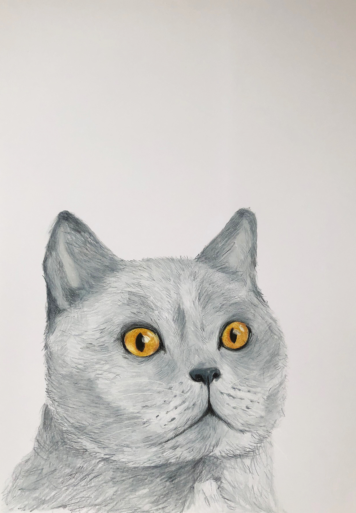 Animal Portraits - Harley Morrison