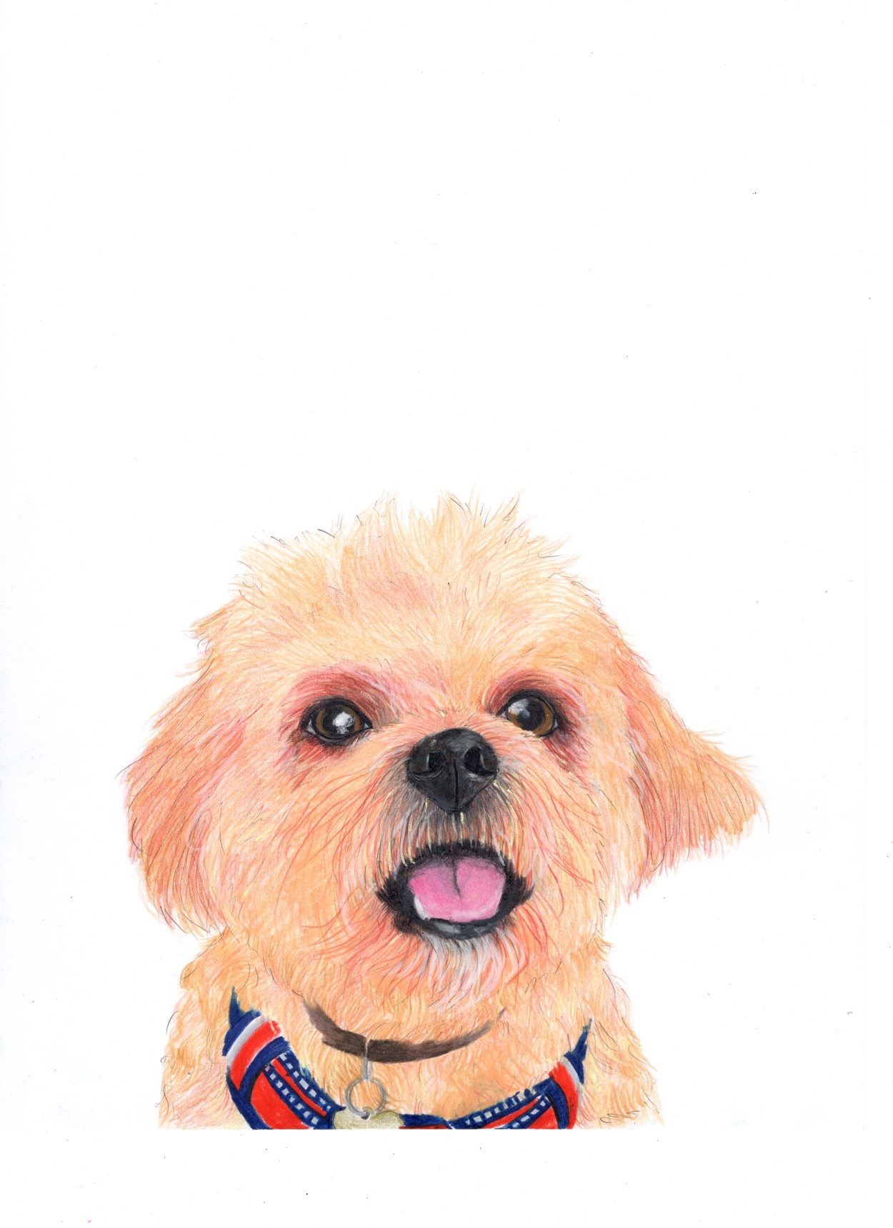 Animal Portraits - Harley Morrison