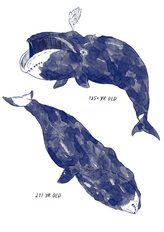 THE BOWHEAD WHALE - vinz schwarzbauer