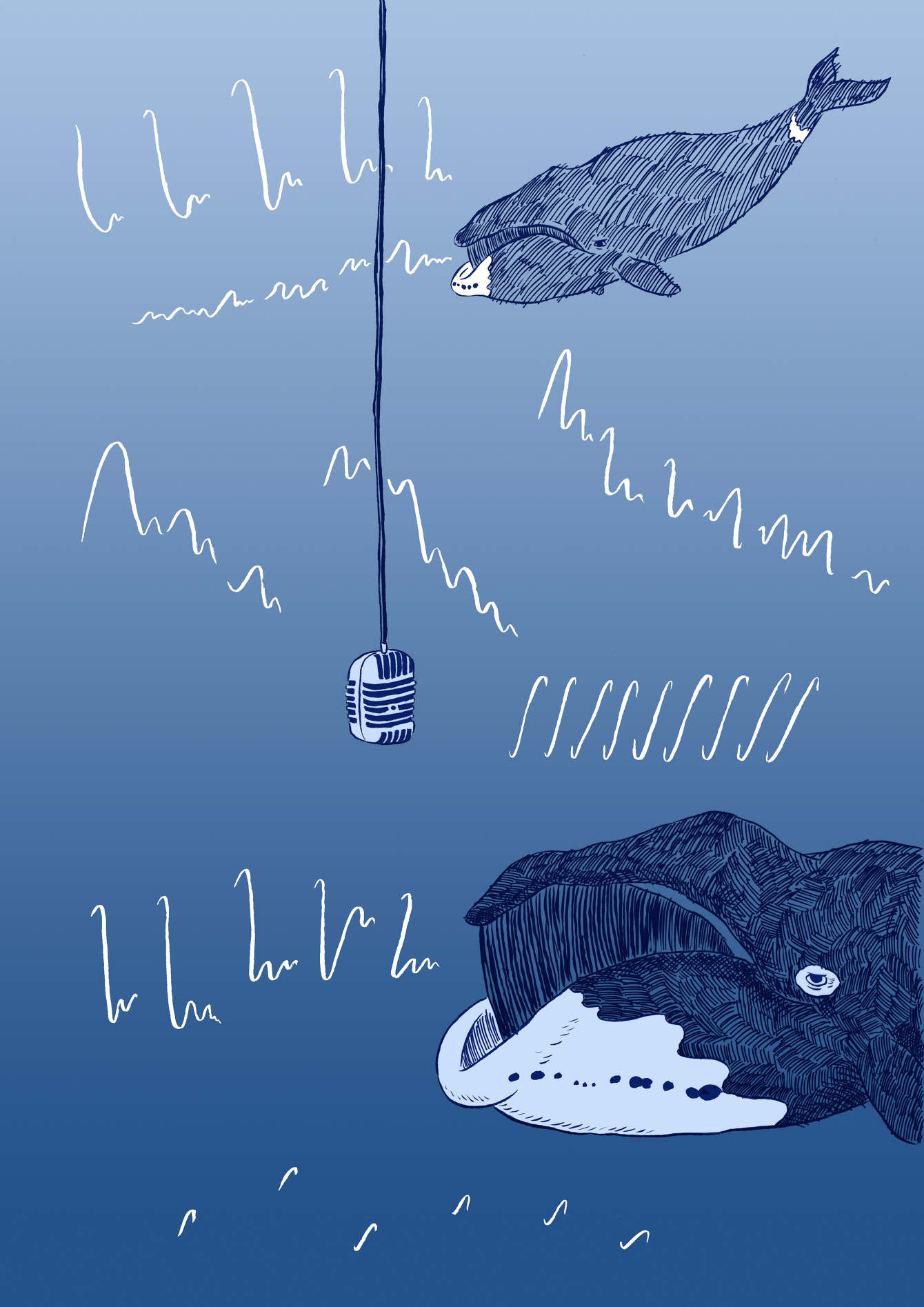 THE BOWHEAD WHALE - vinz schwarzbauer