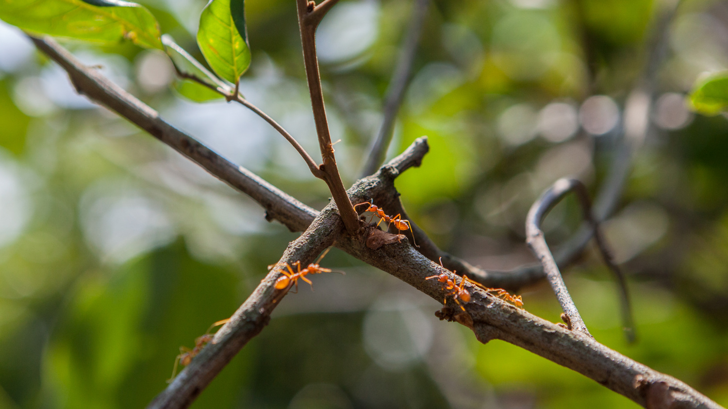 Ant Salad - underexposed