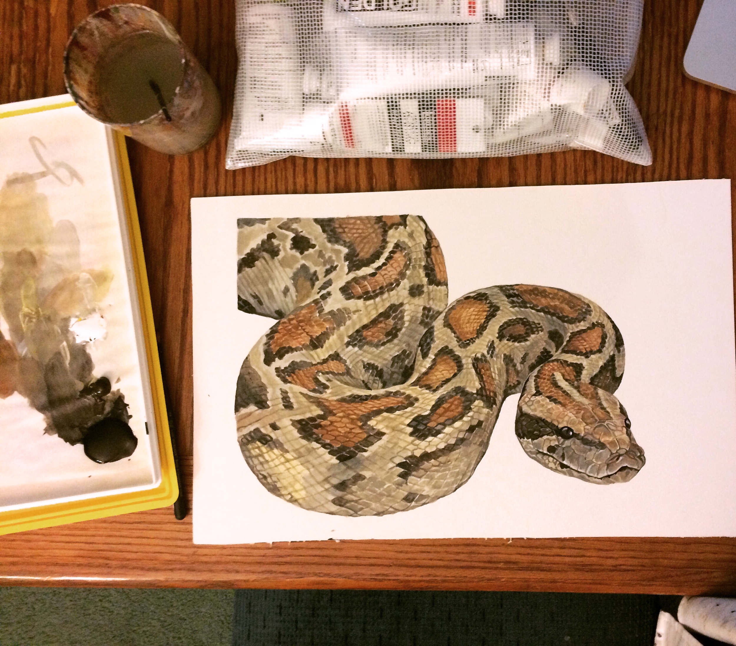 Open Wide Snake Diagram - Lindsey Kernodle Artwork