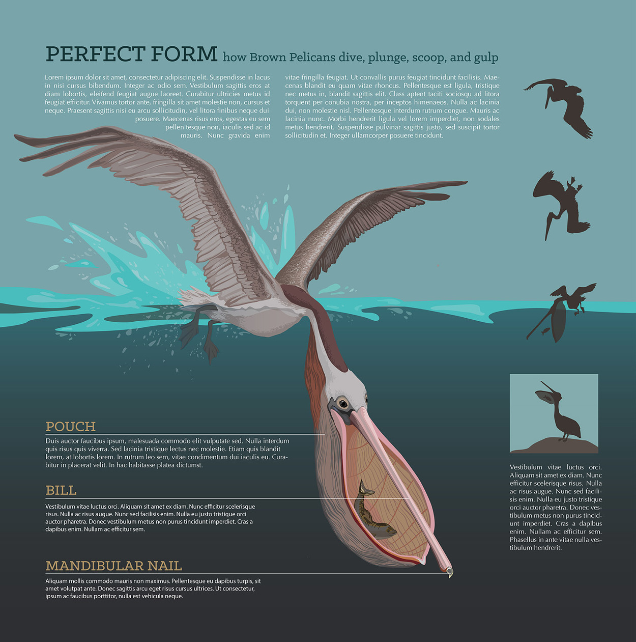 Brown Pelican Form & Function - Lindsey Kernodle Artwork