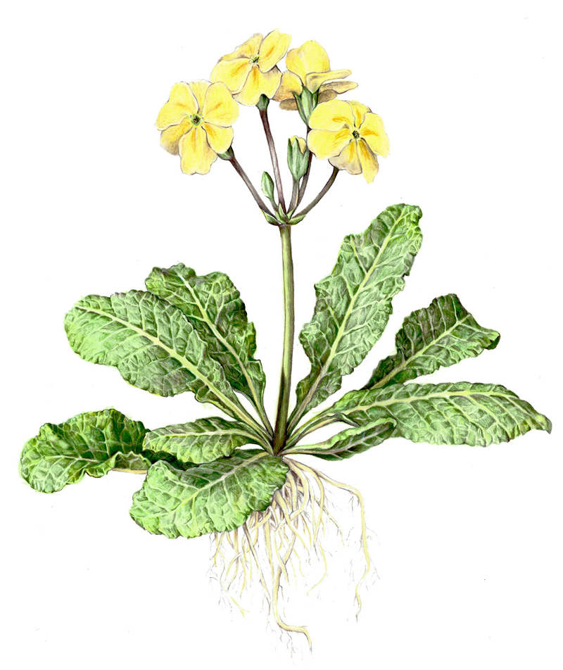 Primrose Botanical Illustration - Lindsey Kernodle Artwork