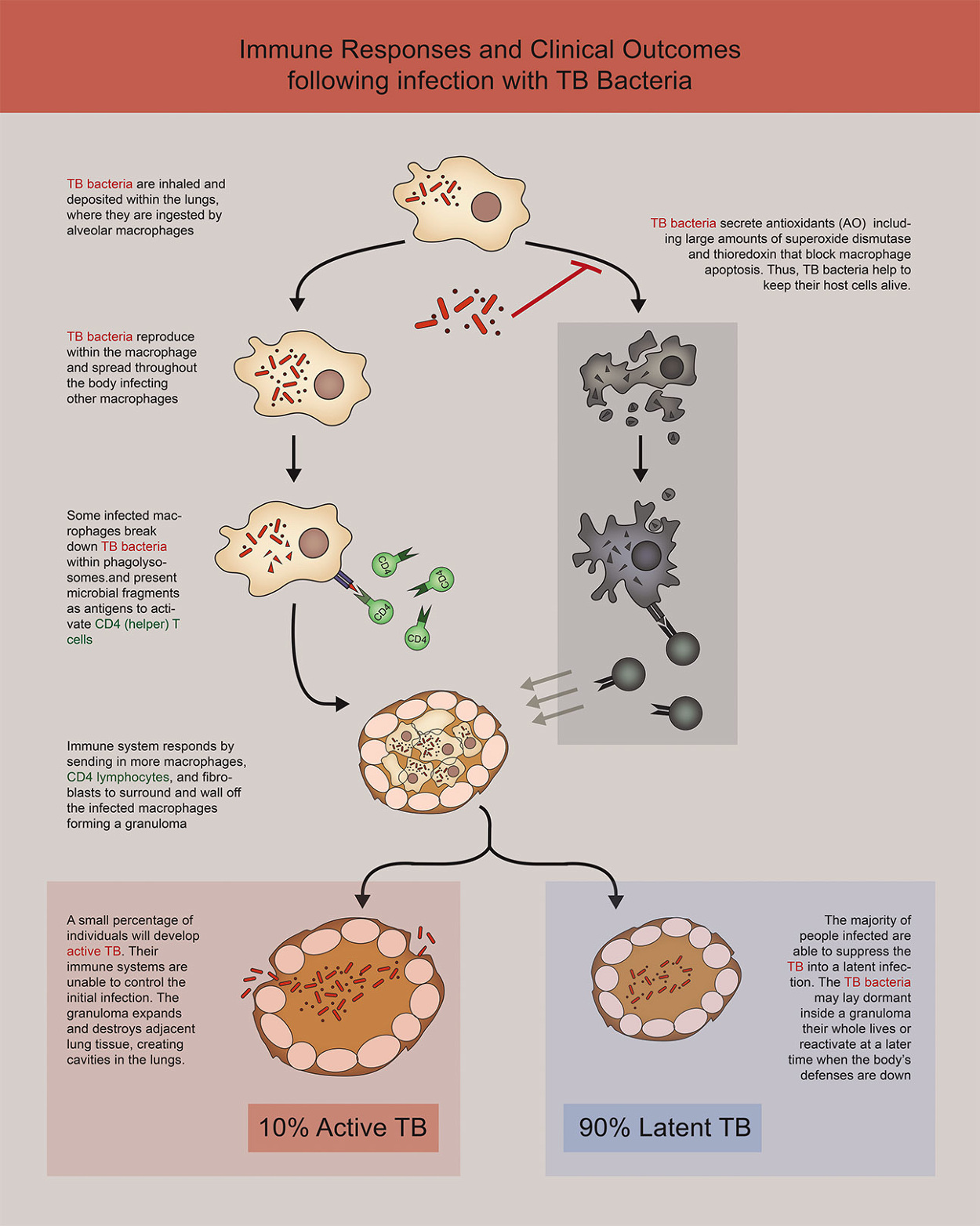 Tuberculosis Immune Response - Lindsey Kernodle Artwork