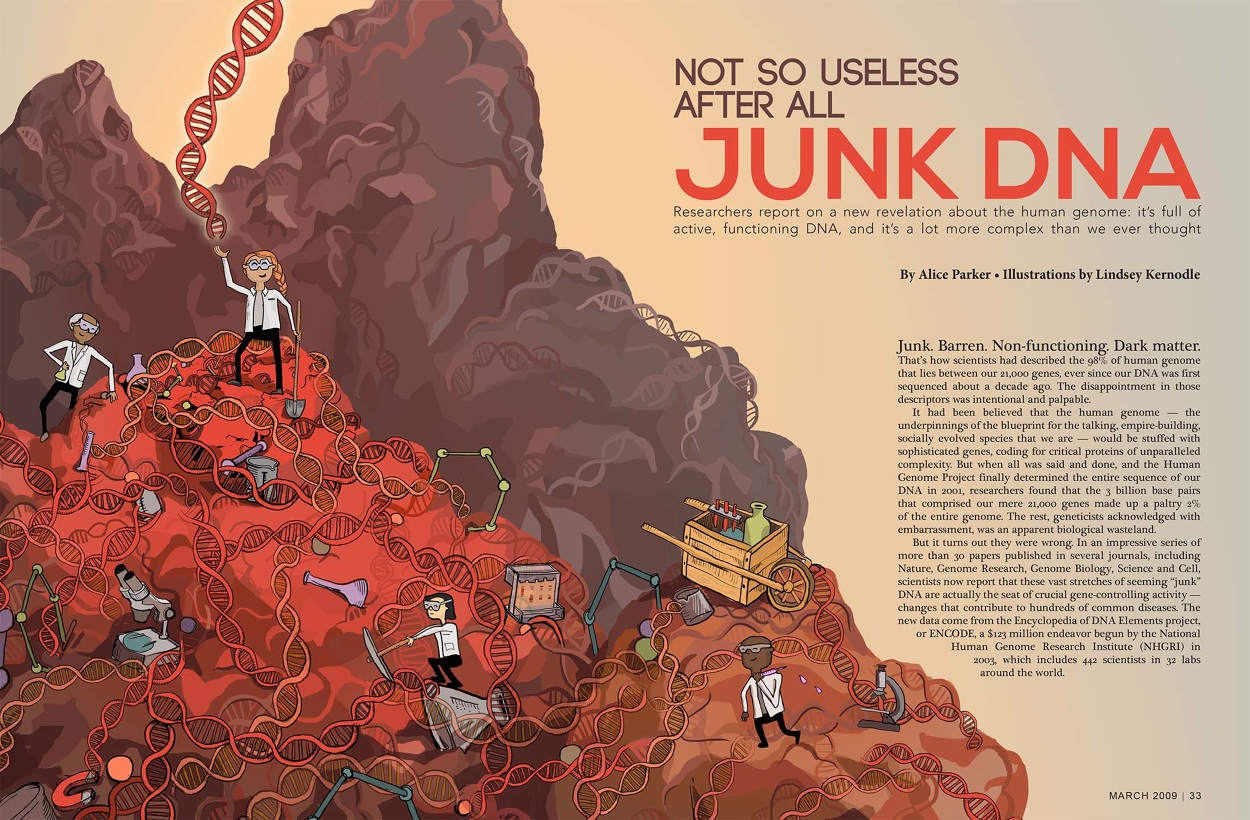 Junk DNA- Not So Useless After All - Lindsey Kernodle Artwork