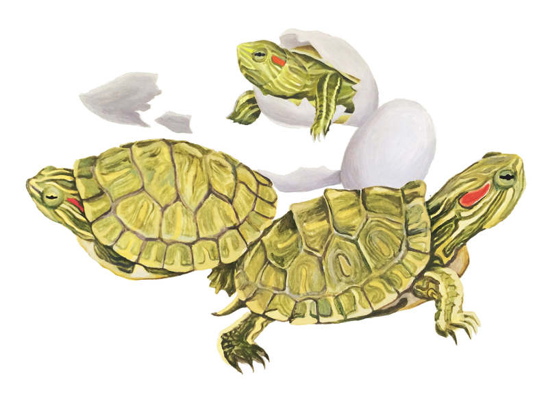 Red-Eared Pond Slider Hatchlings - Lindsey Kernodle Artwork
