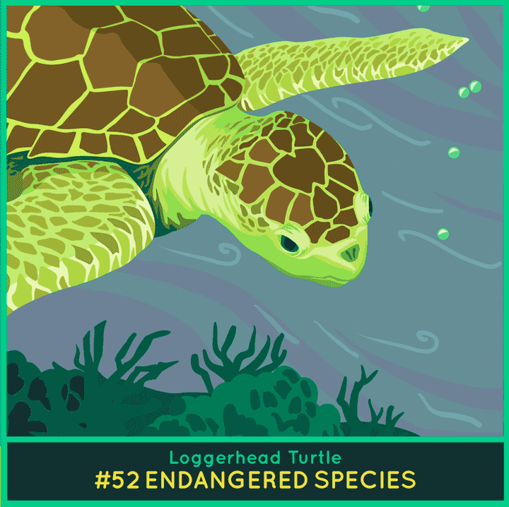 Loggerhead Turtle - Lindsey Kernodle Artwork