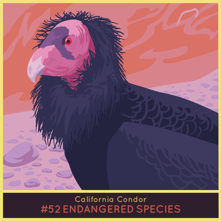 CA Condor Gif - Lindsey Kernodle Artwork