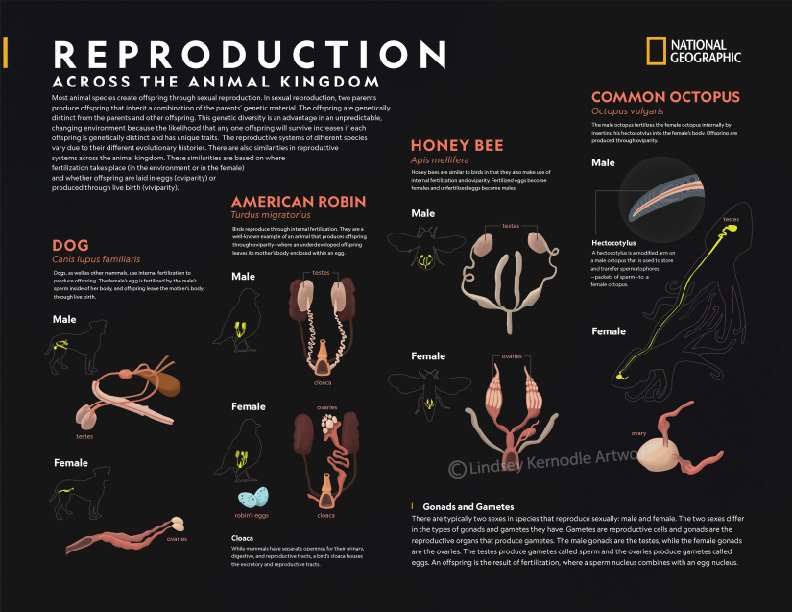 Reproductive Systems - Lindsey Kernodle Artwork