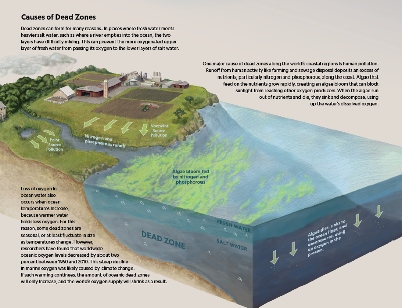 Anatomy of a Dead Zone Infographic - Lindsey Kernodle Artwork